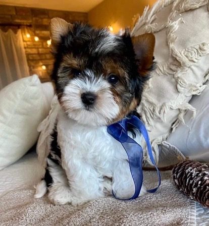 Biewer Yorkie - Contented Puppies Paradise