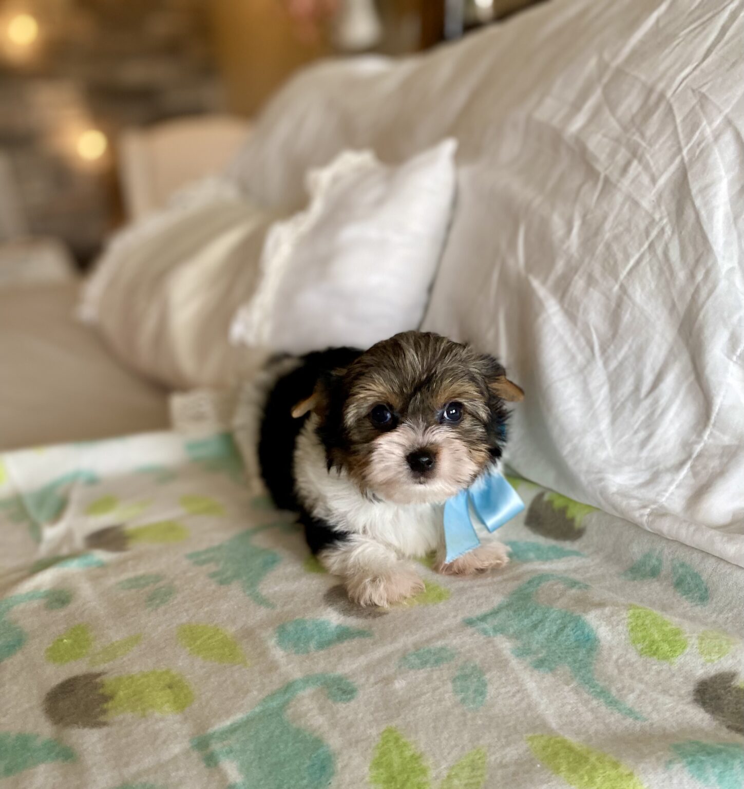 Biewer Yorkie - Contented Puppies Paradise