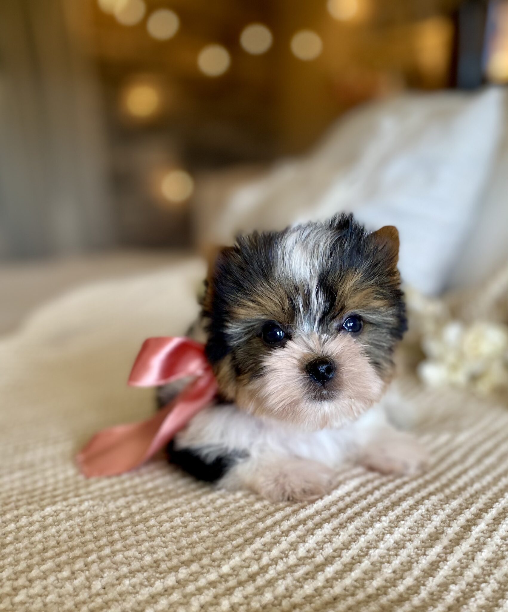 Biewer Yorkie - Contented Puppies Paradise
