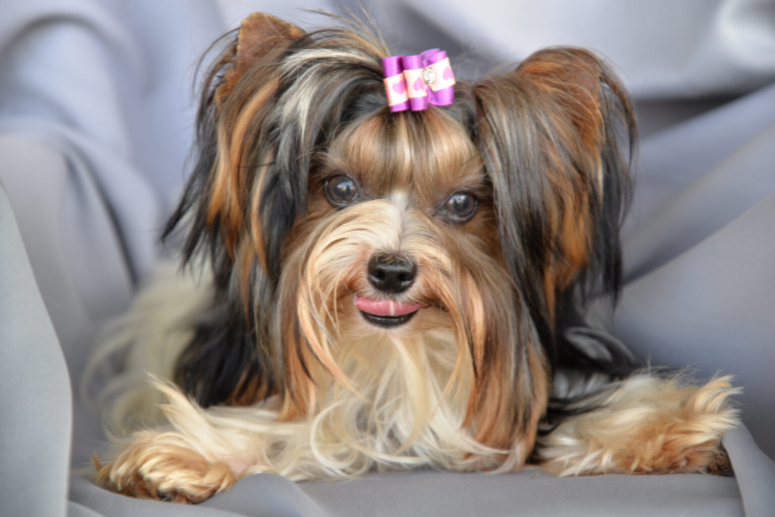 Oreo - Contented Puppies Paradise